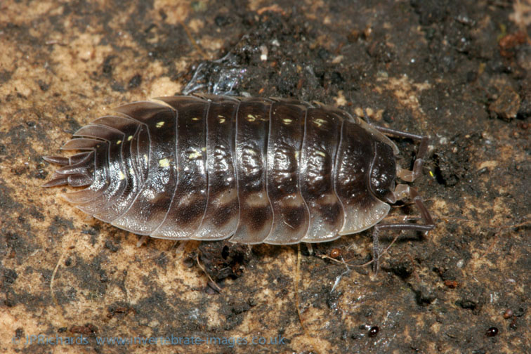 Oniscus asellus ssp. asellus | British Myriapod and Isopod Group