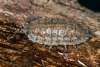 Trachelipus rathkii | British Myriapod and Isopod Group